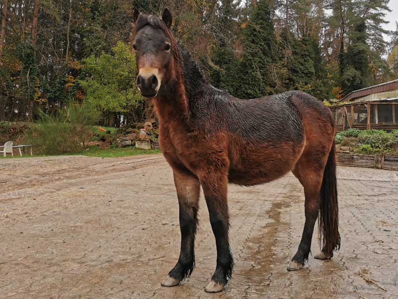 Centre équestre Obersteinbach