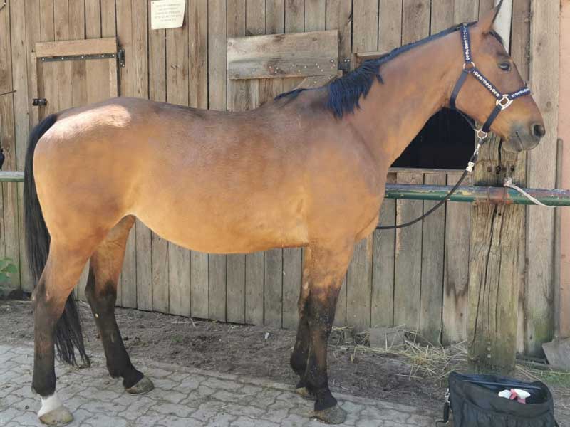 Centre équestre Obersteinbach